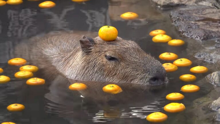 Attack of Capybara คาปิบาร่าในเมือง ประโยชน์และปัญหาที่นักพัฒนาเมือง ...