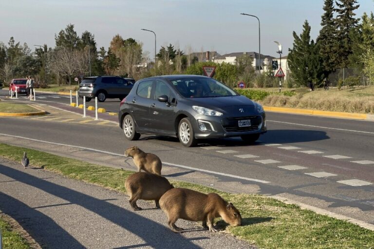 Attack of Capybara คาปิบาร่าในเมือง ประโยชน์และปัญหาที่นักพัฒนาเมือง ...